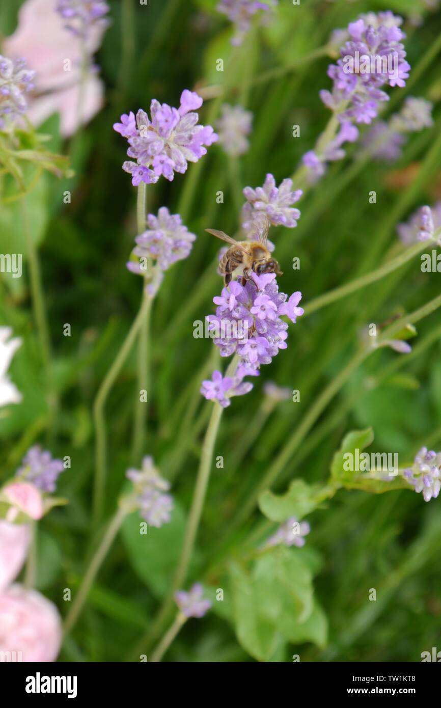 Stalk lavender flowers hi-res stock photography and images - Alamy