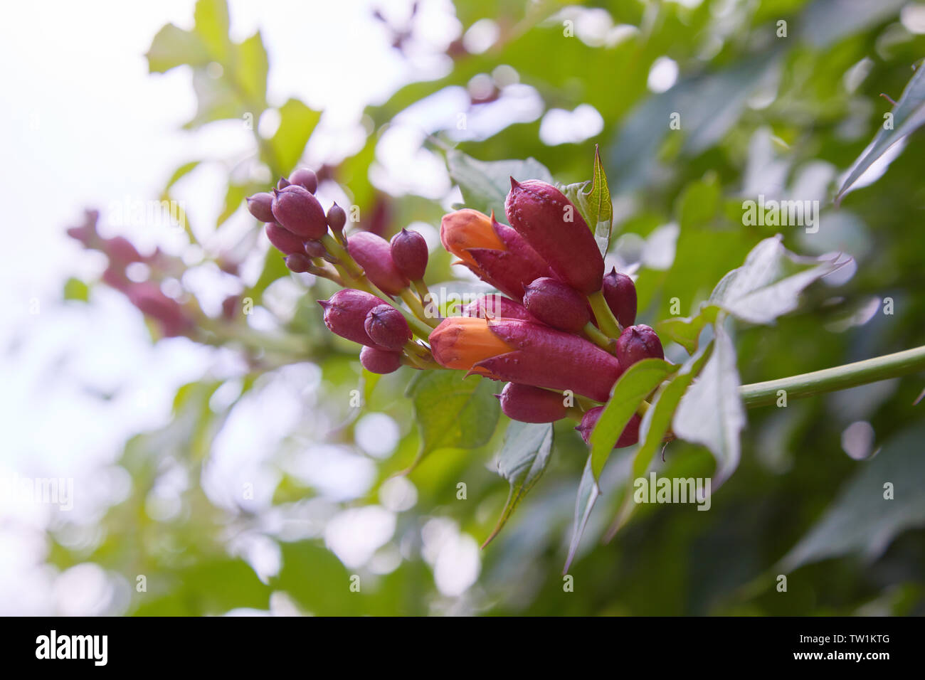 Orange trumpet creeper or trumpet vine. Campsis radicans (trumpet vine ...