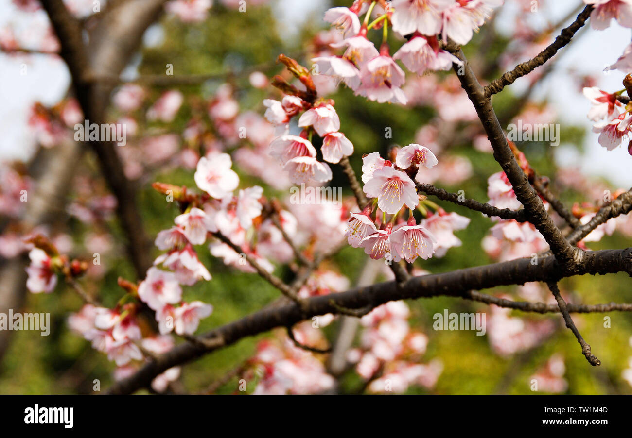 Early Sakura, Fujian Stock Photo - Alamy