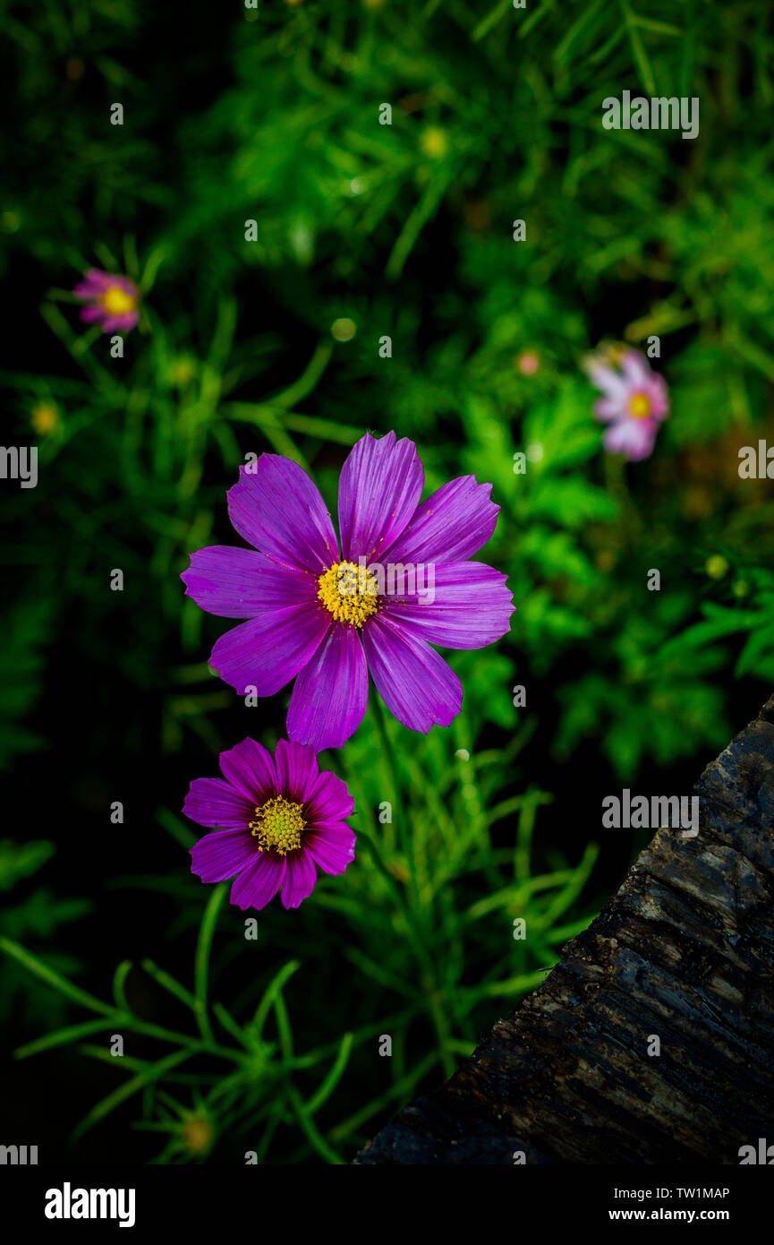Beautiful gesang flowers hi-res stock photography and images - Alamy