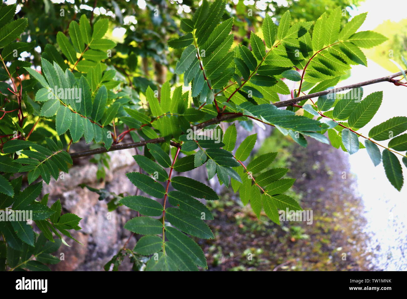 Rowan tree leaves hi-res stock photography and images - Alamy