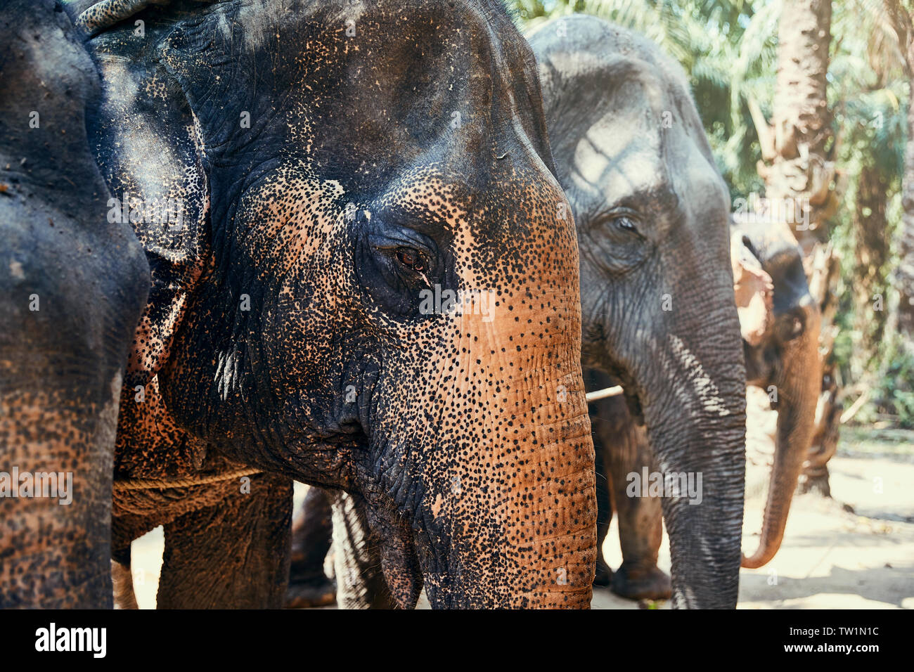 Group of Asian elephants standing in a row behind a rope at an animal ...