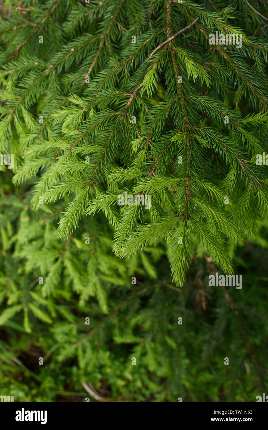 Branches of fir trees with new grown branches Stock Photo - Alamy