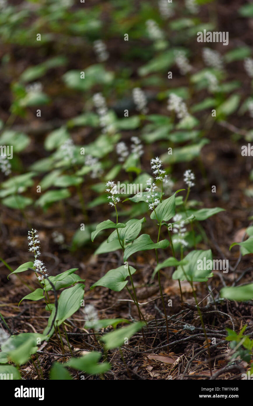 Maianthemum bifolium in the magic atmosphere of the mysterious forest ...