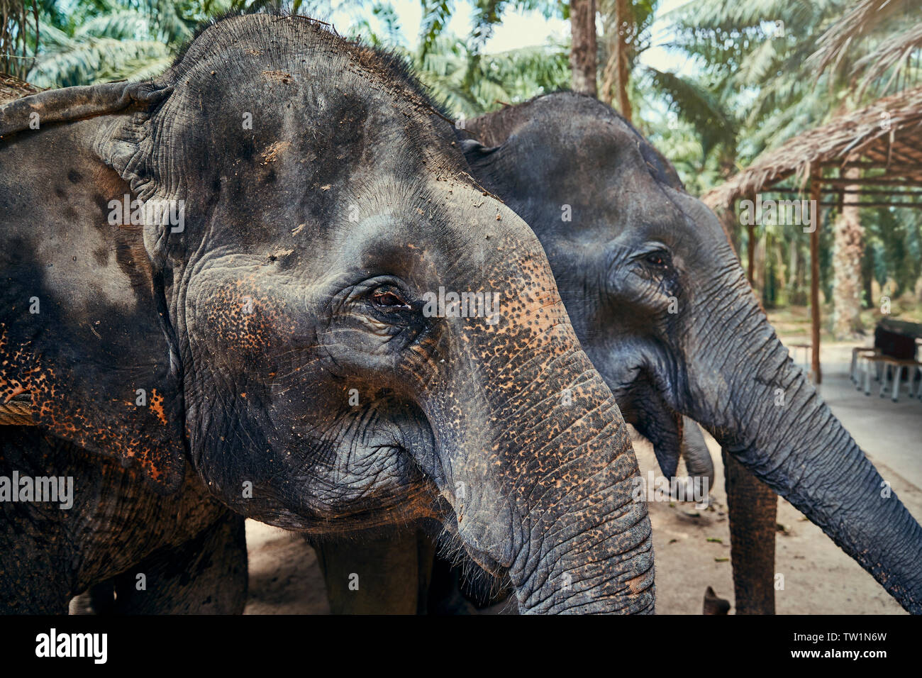 Group of Asian elephants standing together in a clearing at an animal ...