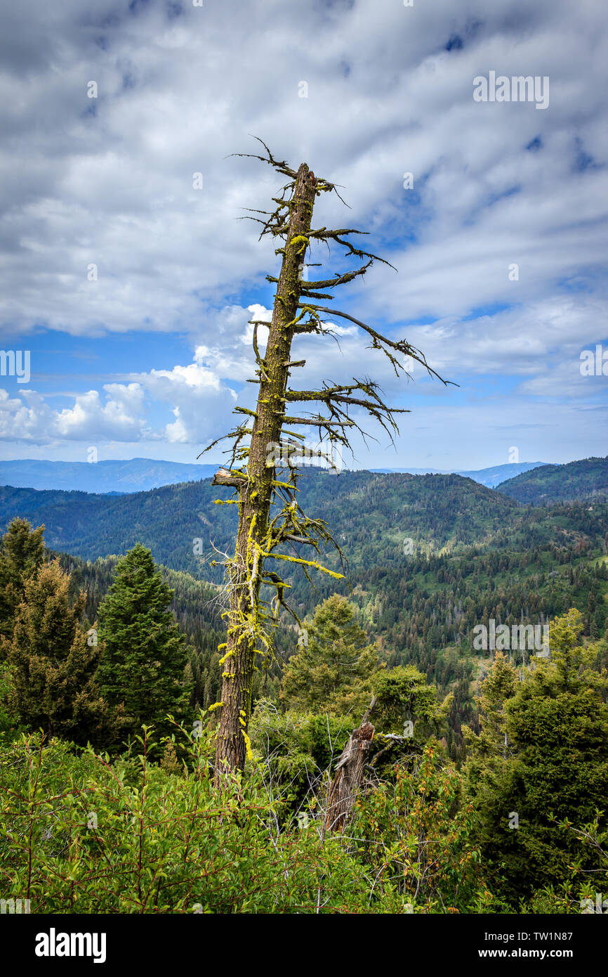 An old tree sits atop a ridge line in the Boise National Forest, Idaho ...