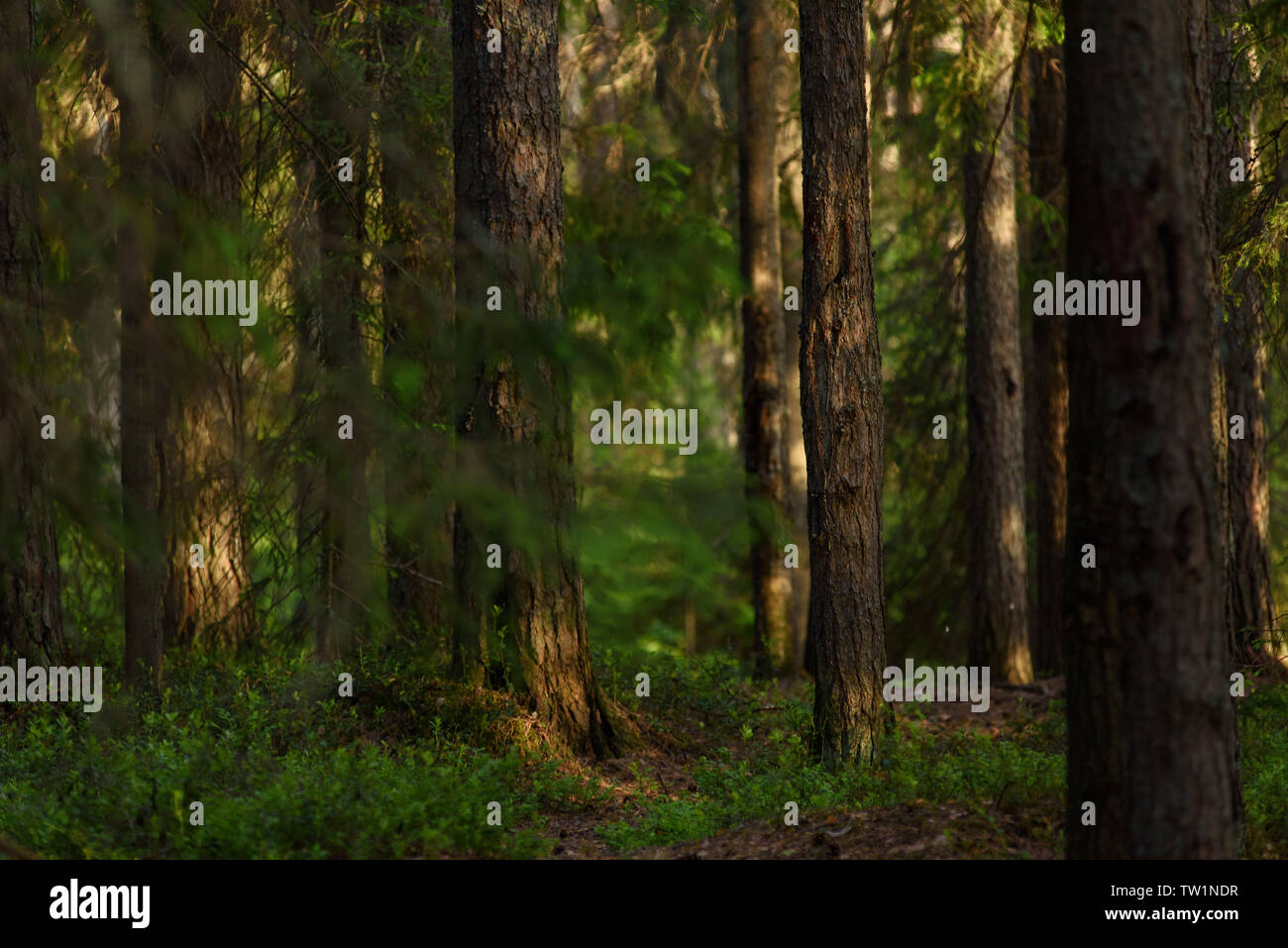 Forest landscape at evening sun Stock Photo - Alamy