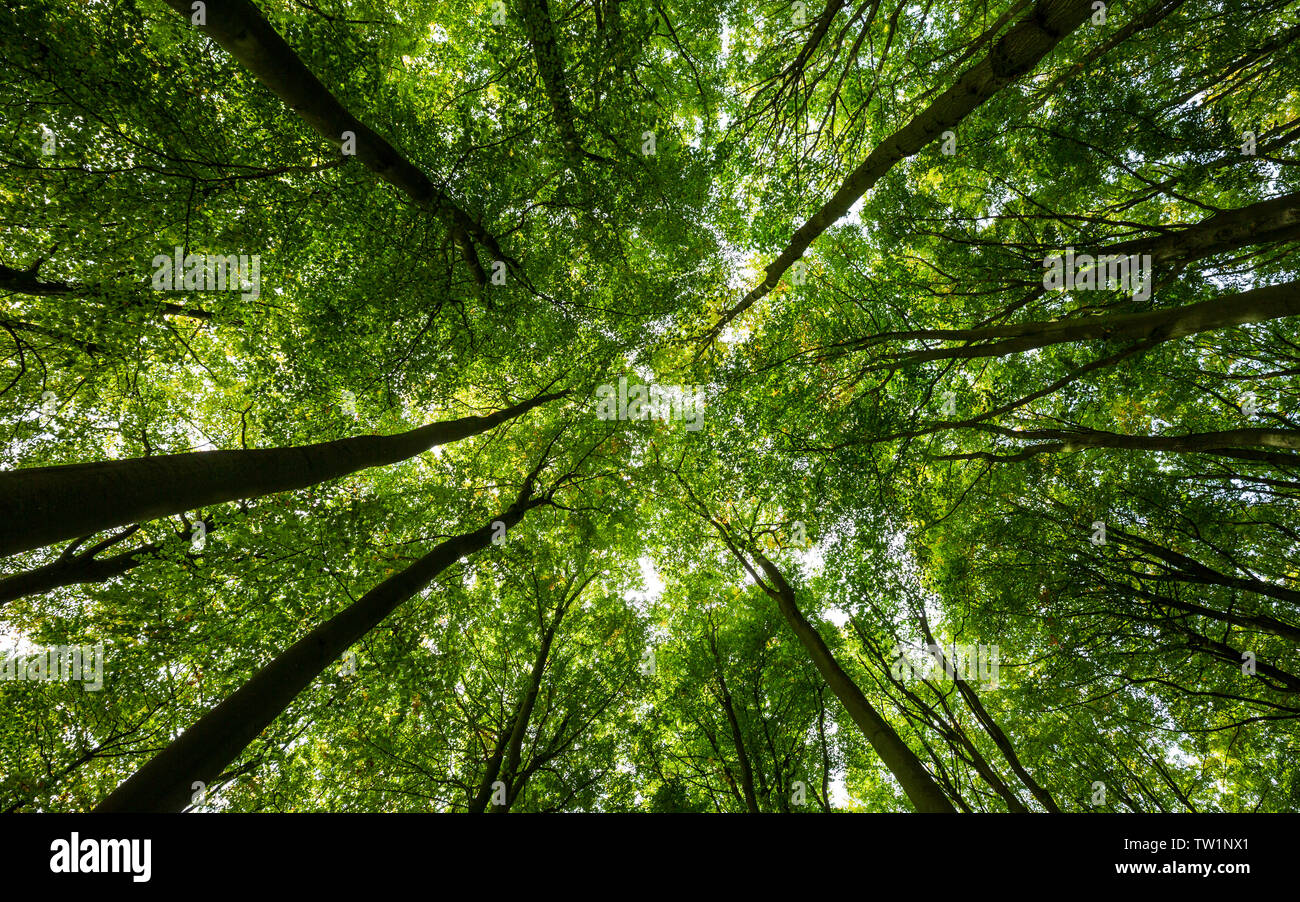 Canopy from tree hi-res stock photography and images - Alamy