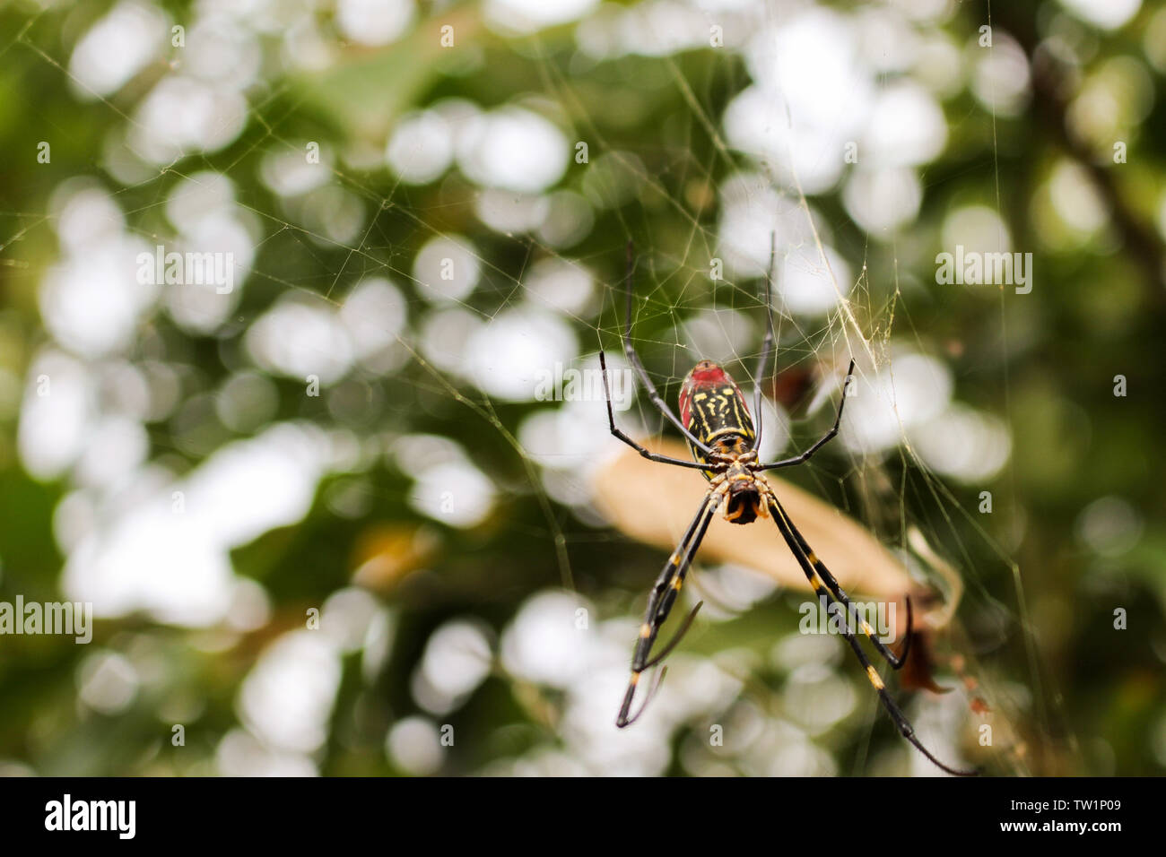 Spider webs to prey Stock Photo - Alamy