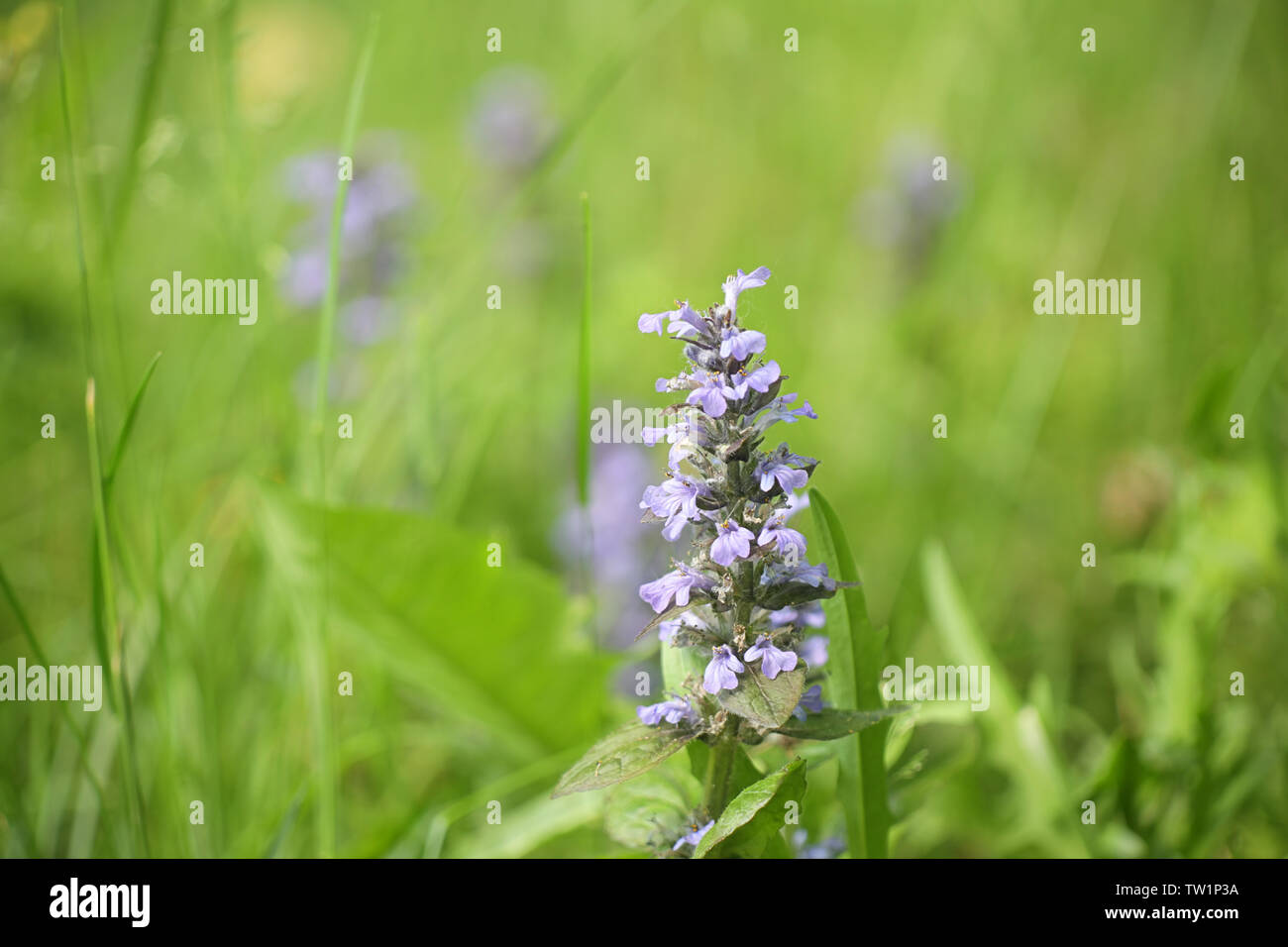 Carpet bugleweed hi-res stock photography and images - Alamy