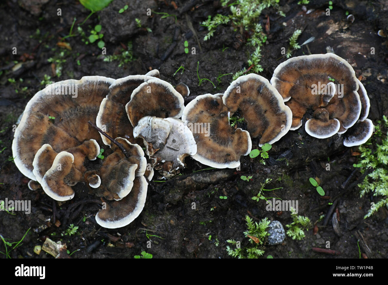 Bjerkandera adusta , known as the Smoky bracket fungus Stock Photo - Alamy