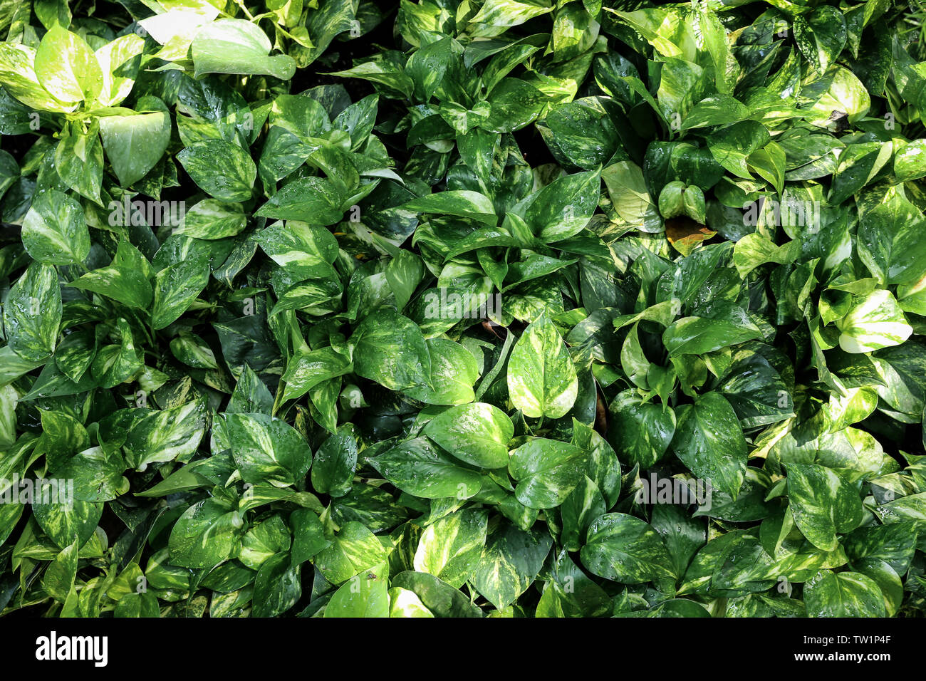 Green plant background Stock Photo - Alamy