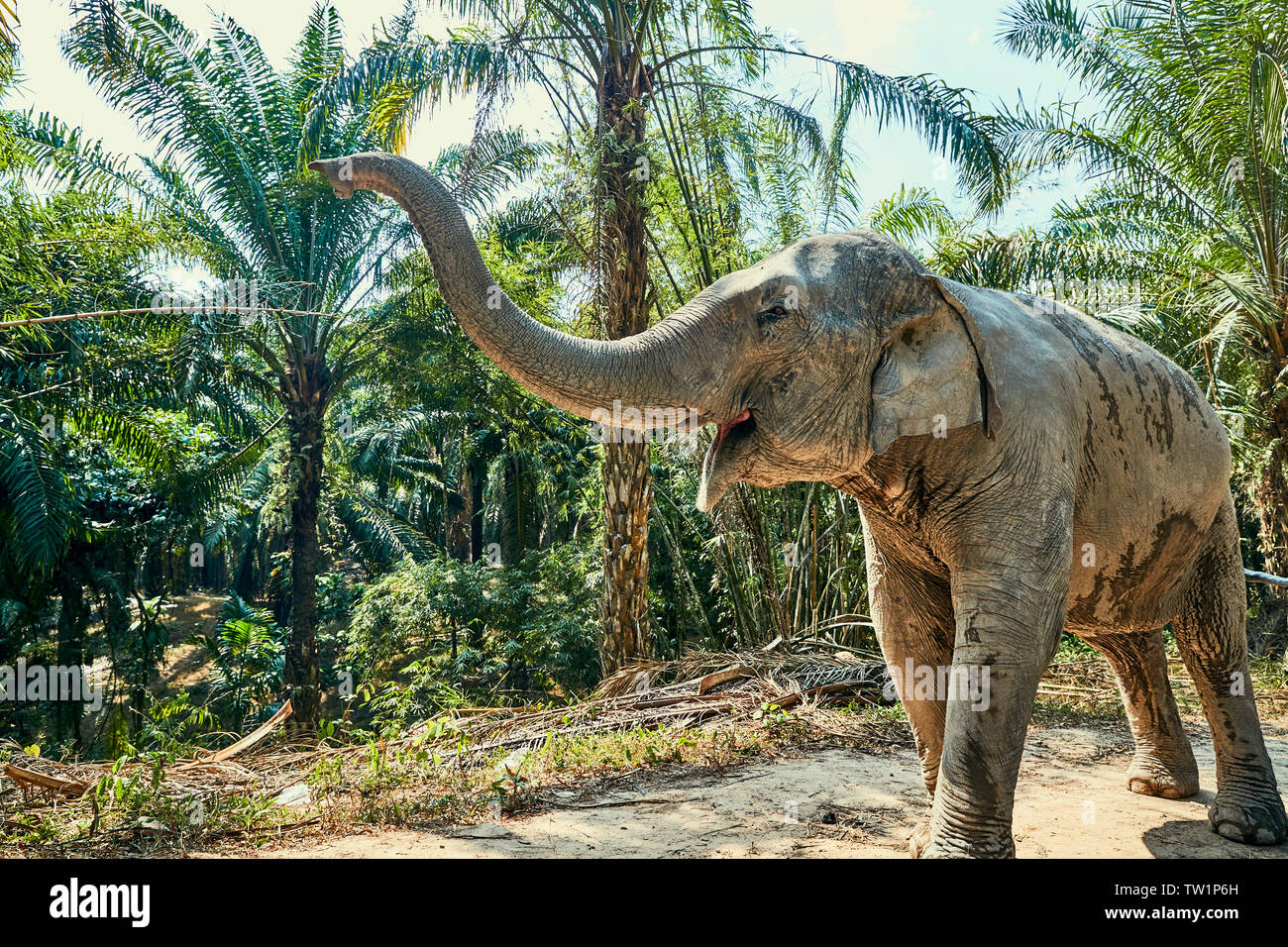 Large Asian elephant walking alone down a trail in the forest of an ...