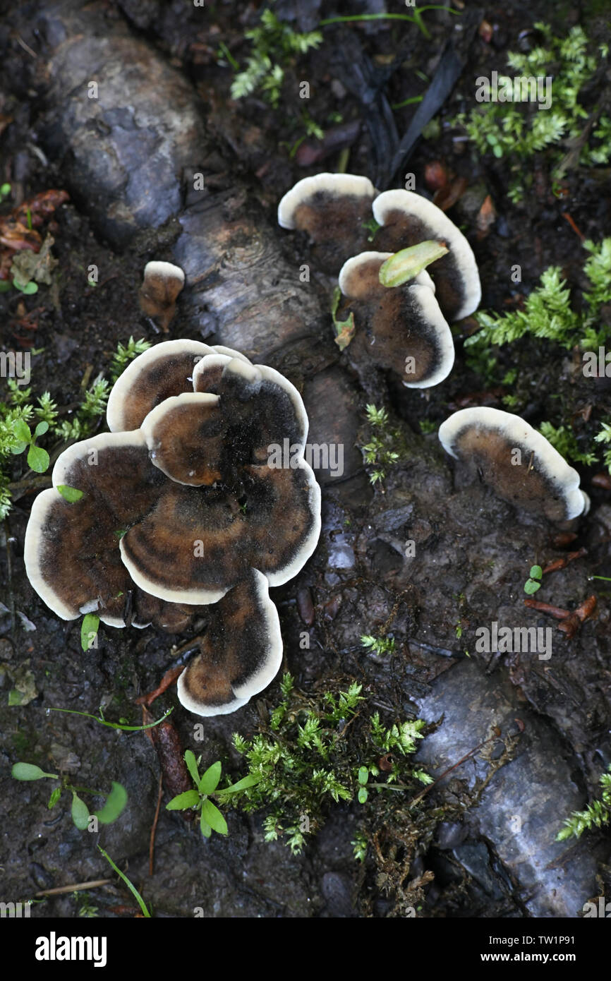 Bjerkandera adusta , known as the Smoky bracket fungus Stock Photo - Alamy