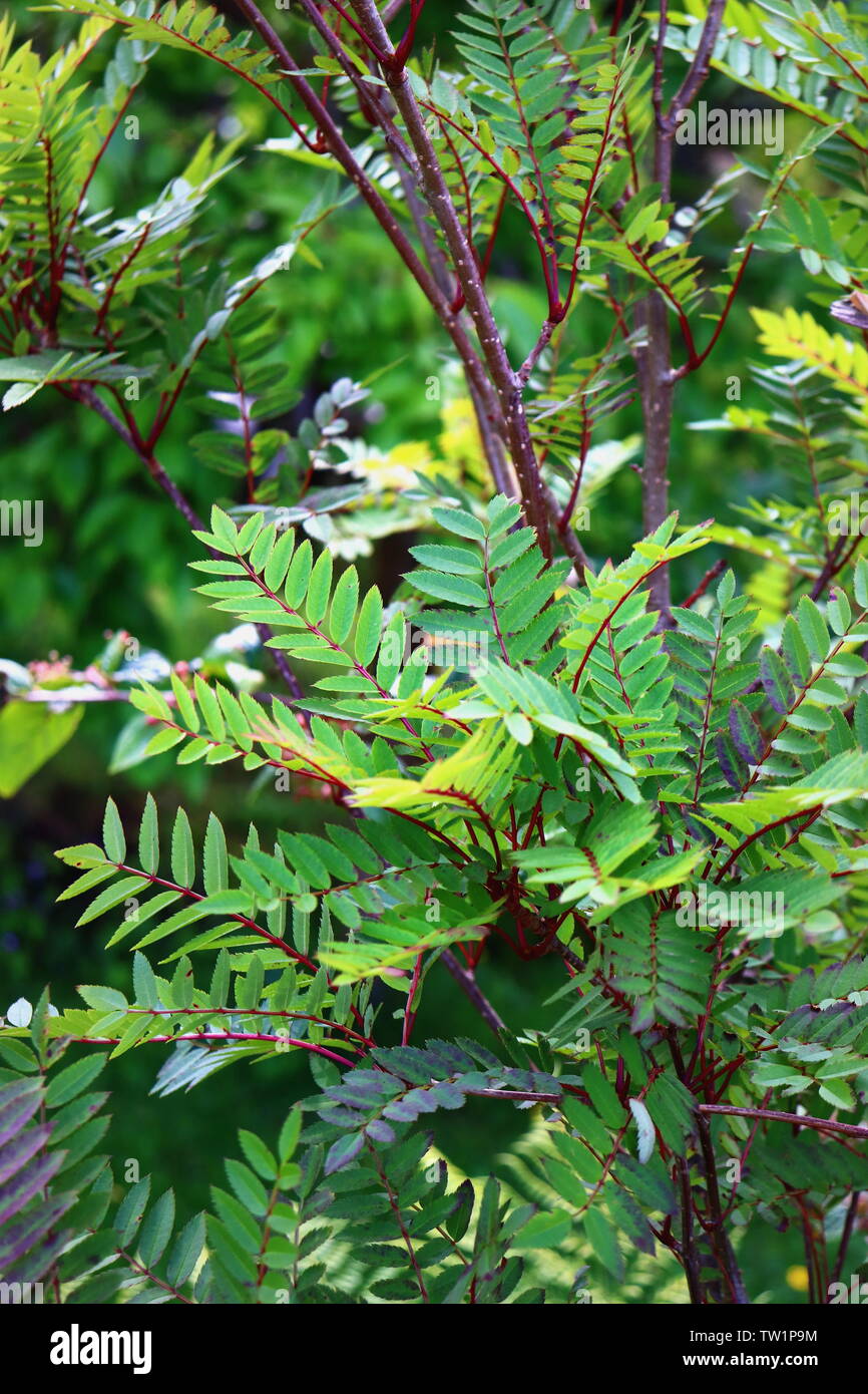 Rowan Leaves Stock Photos & Rowan Leaves Stock Images - Alamy