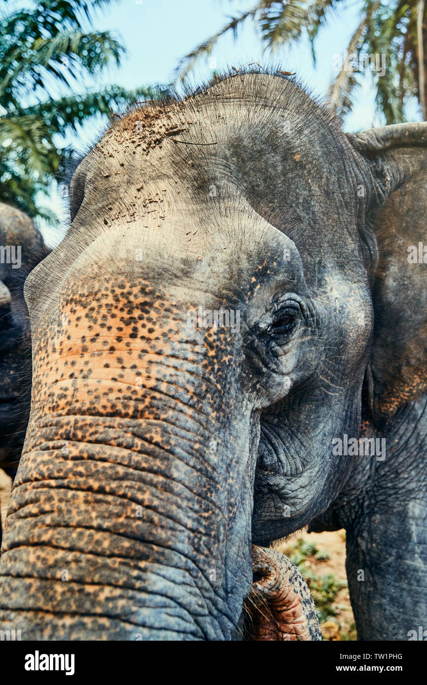 Closeup of the head and trunk of a large Asian elephant at an animal ...