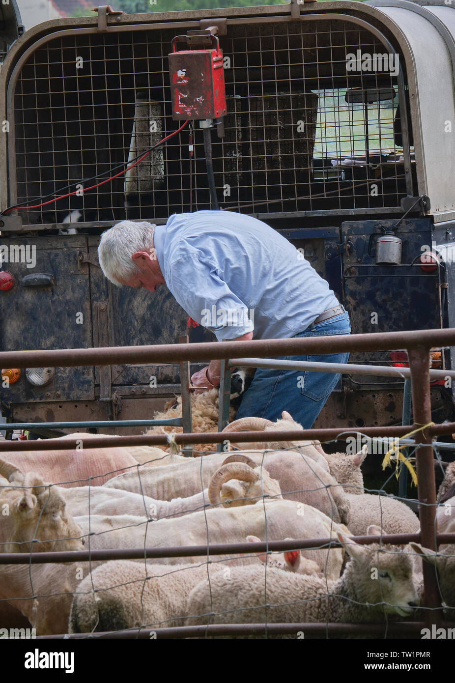 Shepherd shearing sheep Stock Photo - Alamy