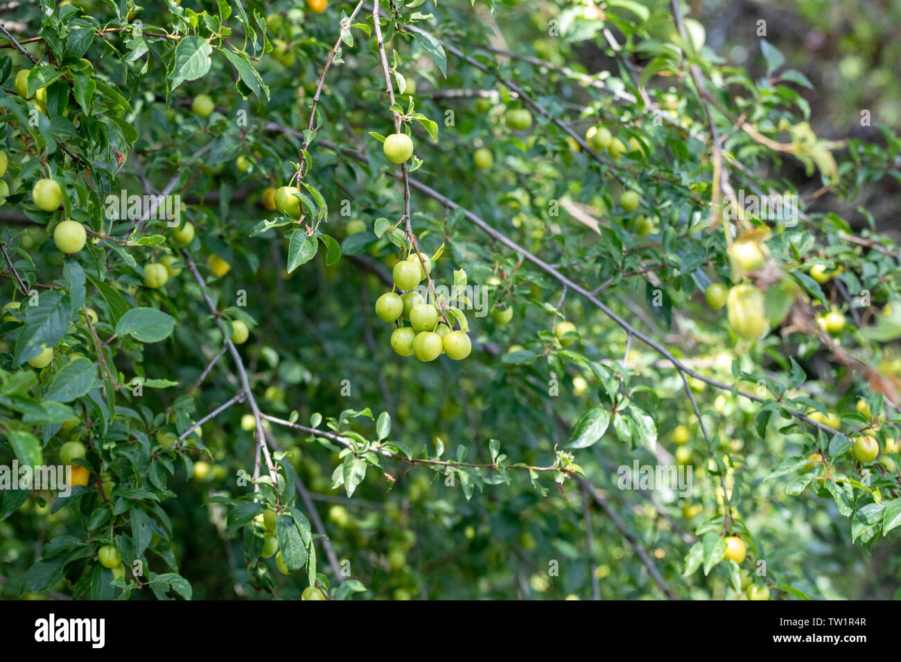 Mirabelle prune prunus domestica hi-res stock photography and images ...