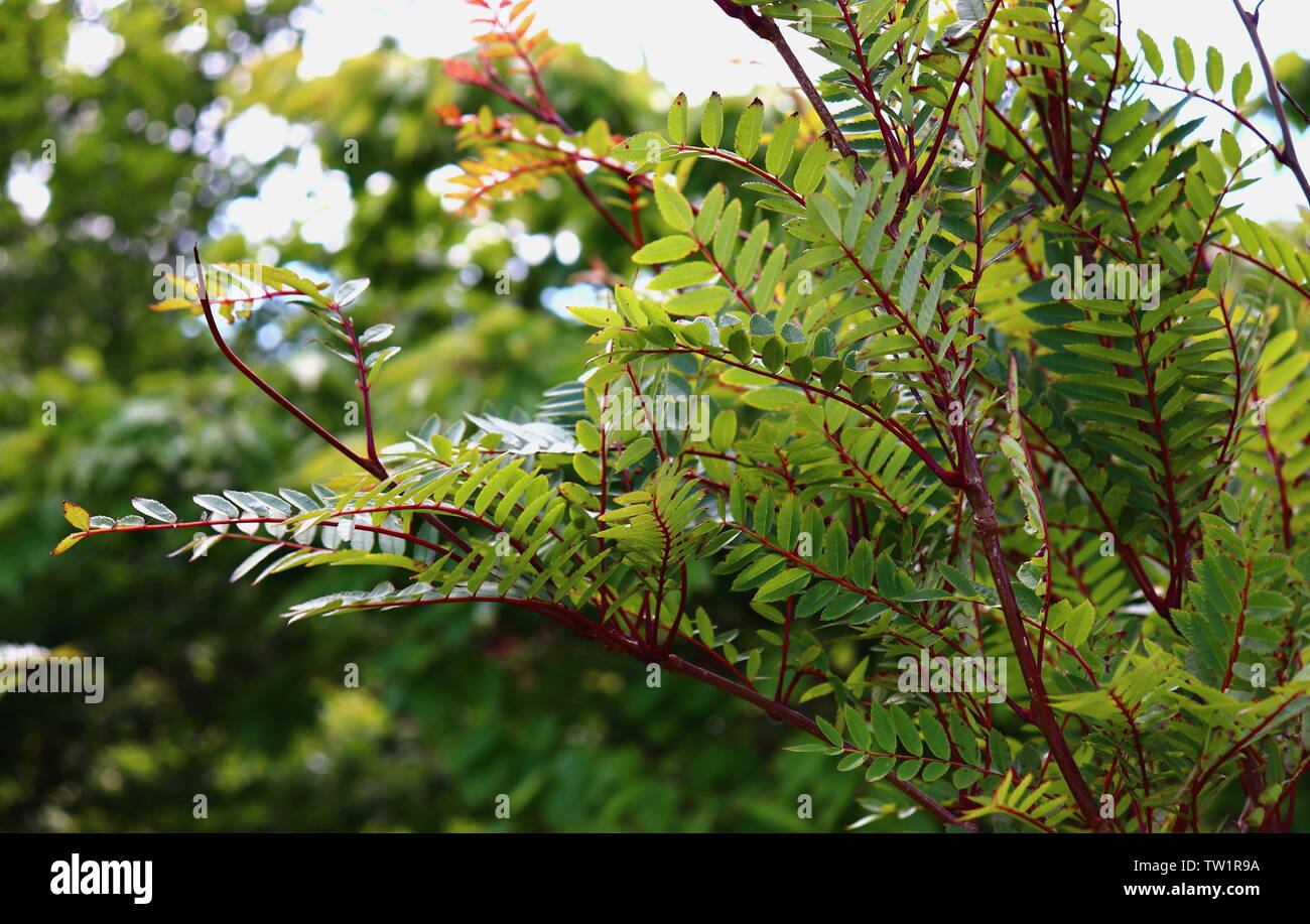 Rowan tree leaves hi-res stock photography and images - Alamy