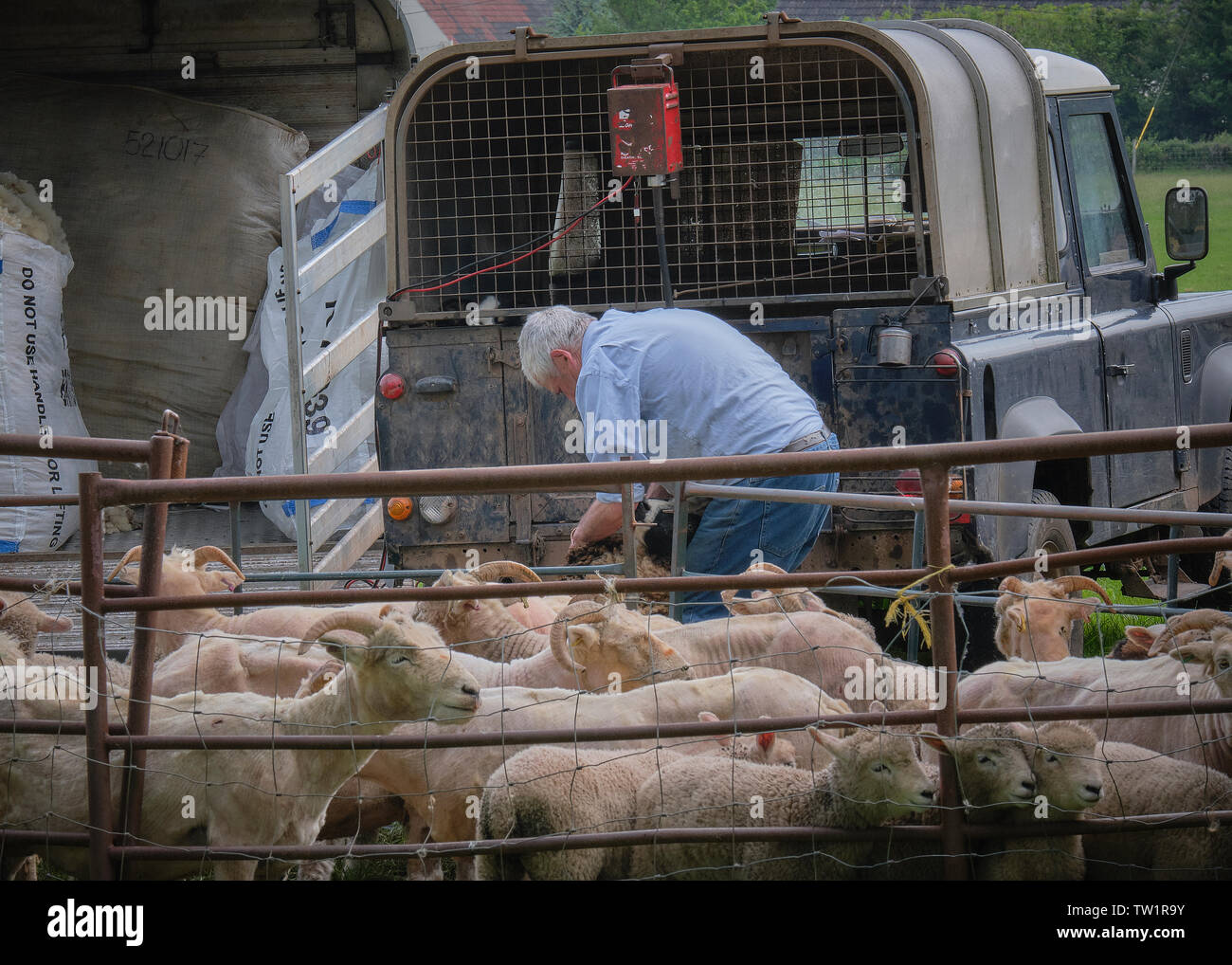 Shepherd shearing sheep Stock Photo - Alamy