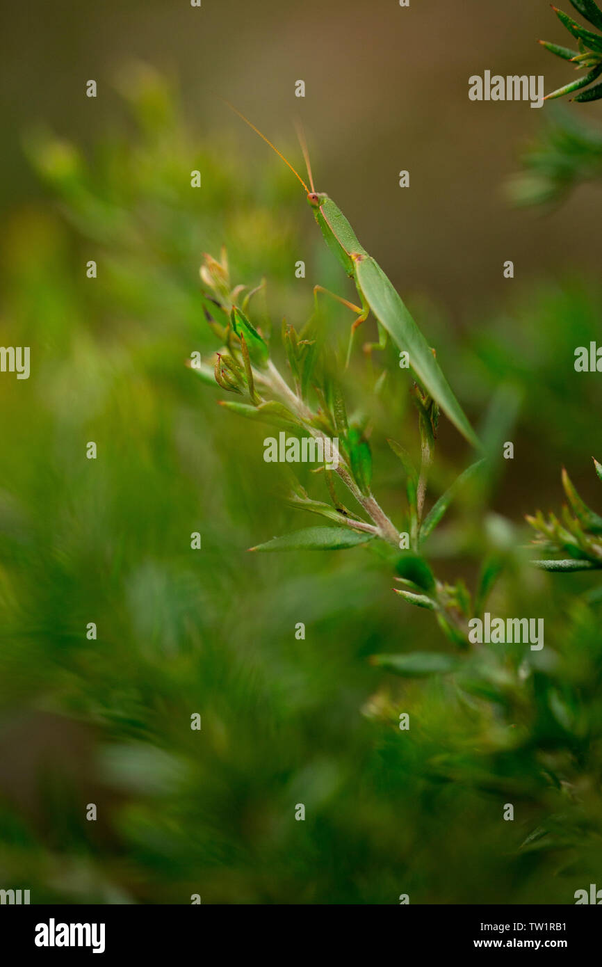 The praying mantis is in the grass Stock Photo - Alamy
