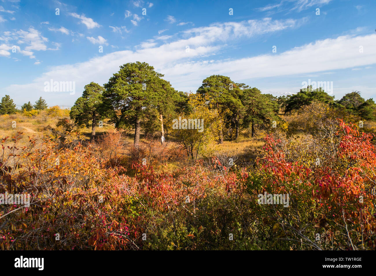 Golden Autumn Hailar National Forest Park Stock Photo - Alamy