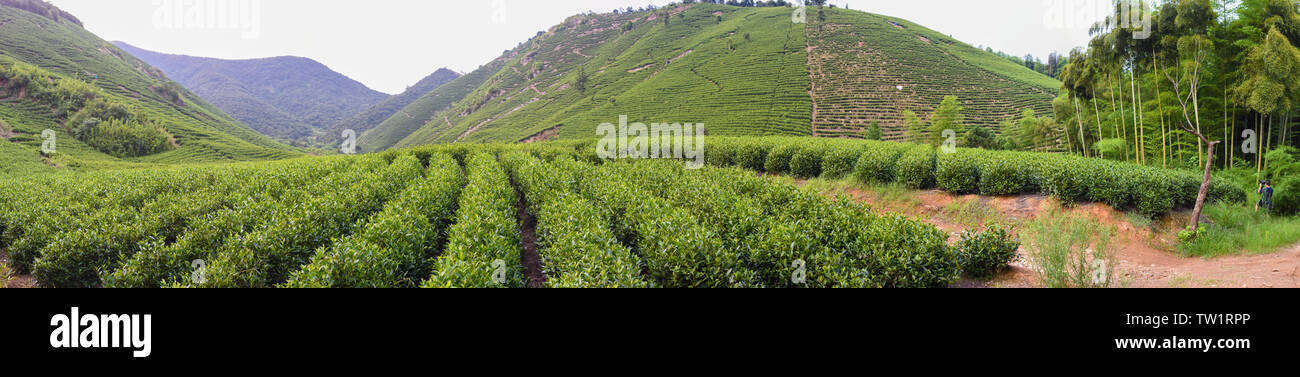 Green Tea Mountain. Photographed in Miaoxi Town, Miaoxi Town, Wuxing ...