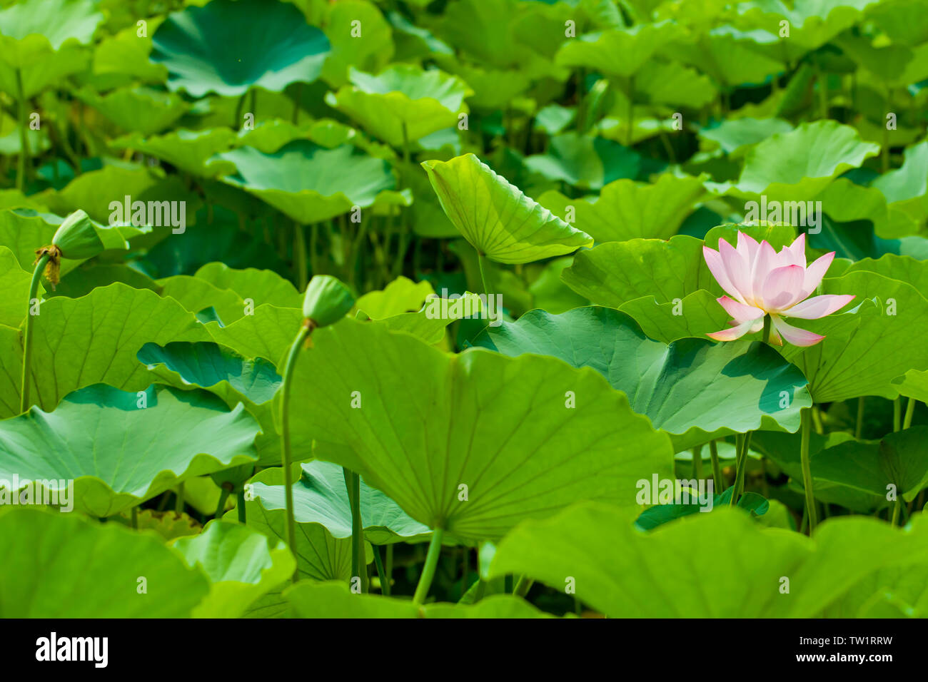 Beautiful lotus in full bloom Stock Photo - Alamy