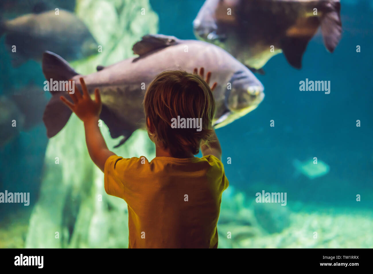 Boy looking fishes hi-res stock photography and images - Alamy
