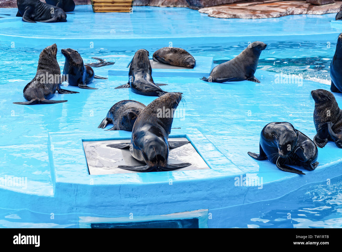 Sea Animal Museum, Shanghai Haichang Ocean Park Stock Photo - Alamy