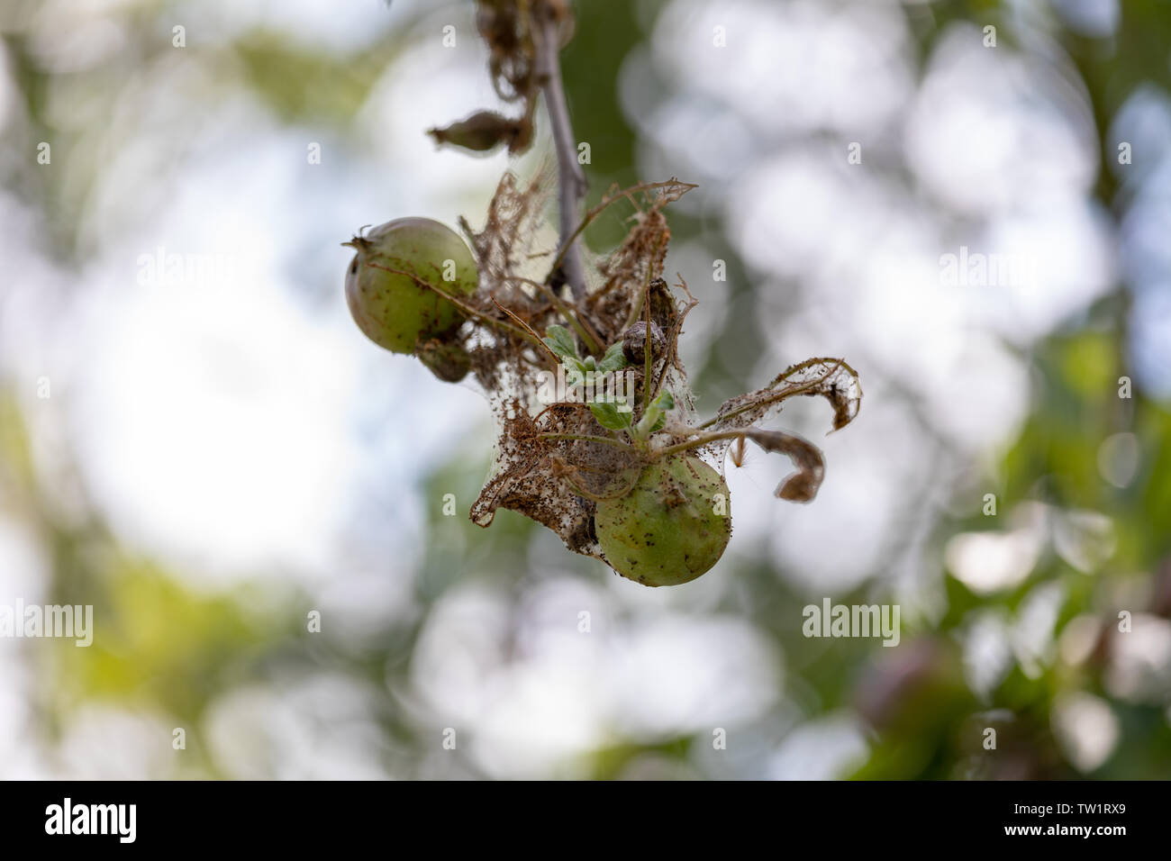 Forest tent caterpillars hi-res stock photography and images - Alamy