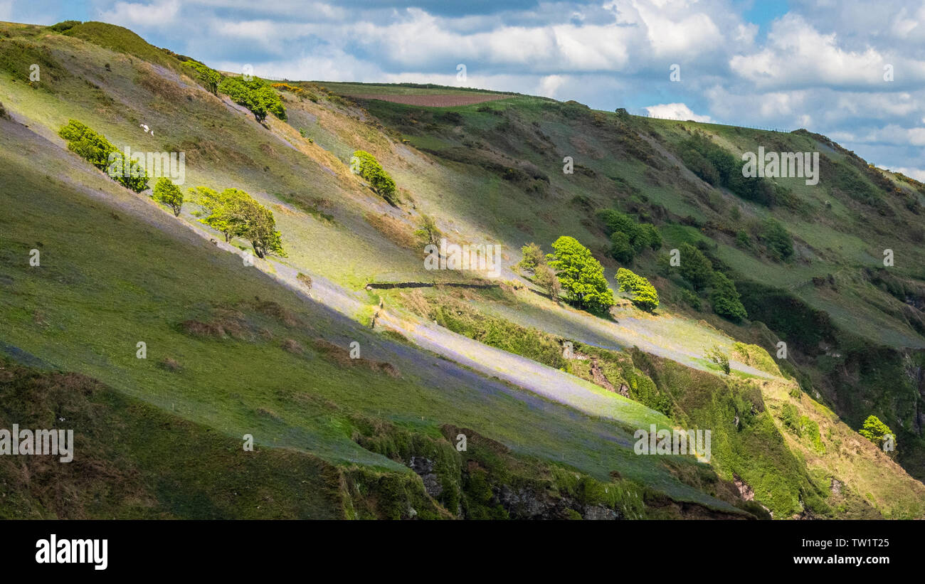 South Devon Coastline with Flowers, Cliffs and Dappled Sunshine Stock ...