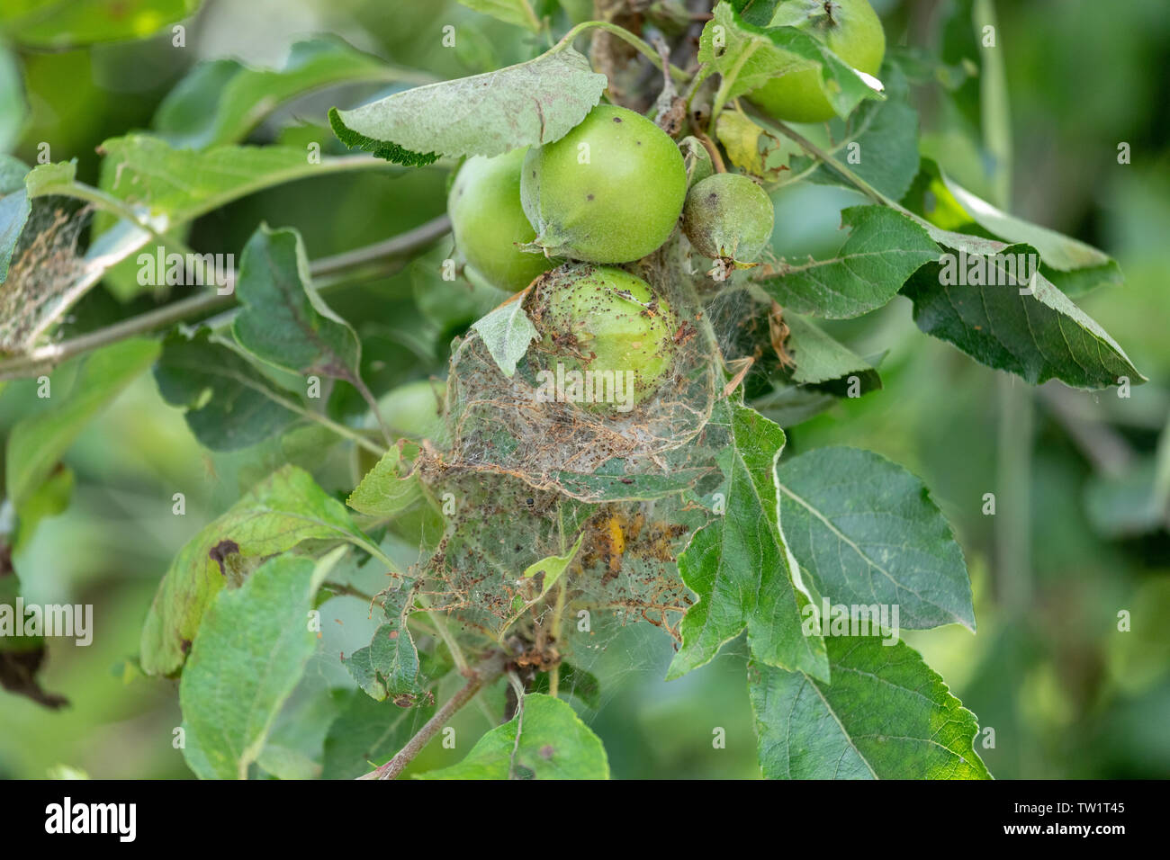 caterpillar nest on an apple tree Stock Photo - Alamy