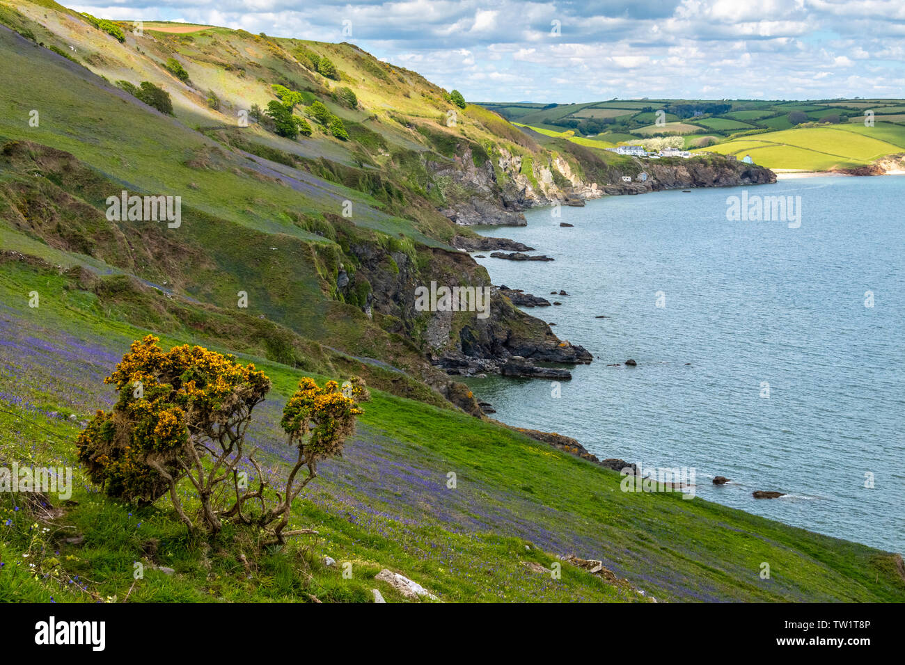 South Devon Coastline with Flowers, Cliffs and Dappled Sunshine Stock ...