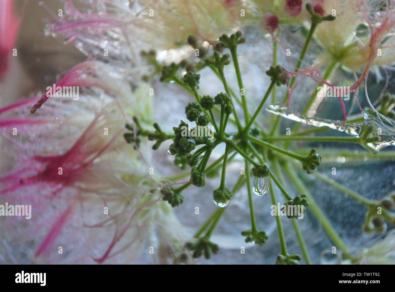 beautiful frozen flower in a block of ice. Abstraction Stock Photo - Alamy