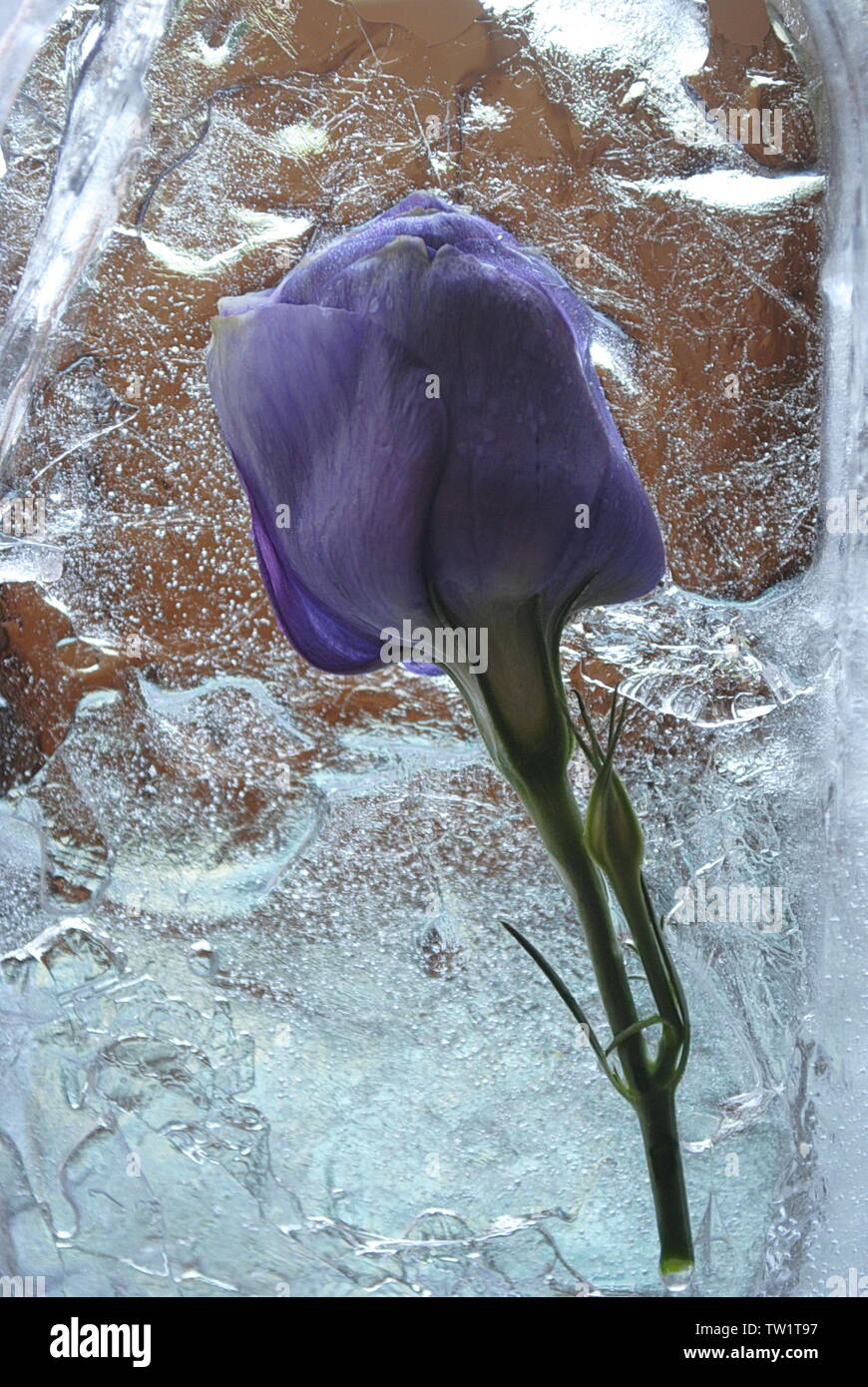 beautiful frozen flower in a block of ice. Abstraction Stock Photo - Alamy