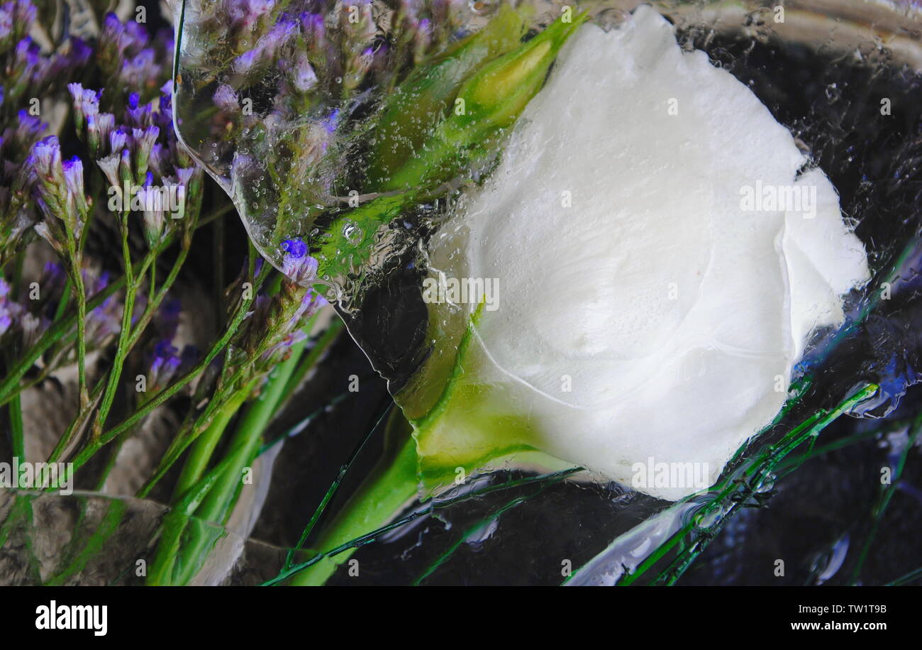 beautiful frozen flower in a block of ice. Abstraction Stock Photo - Alamy