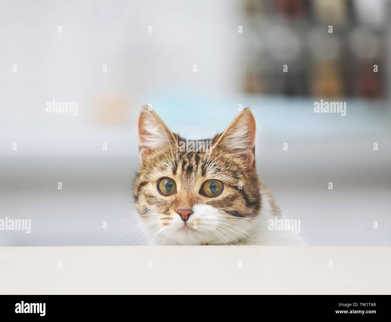 Cute funny cat at kitchen table on blurred background Stock Photo - Alamy
