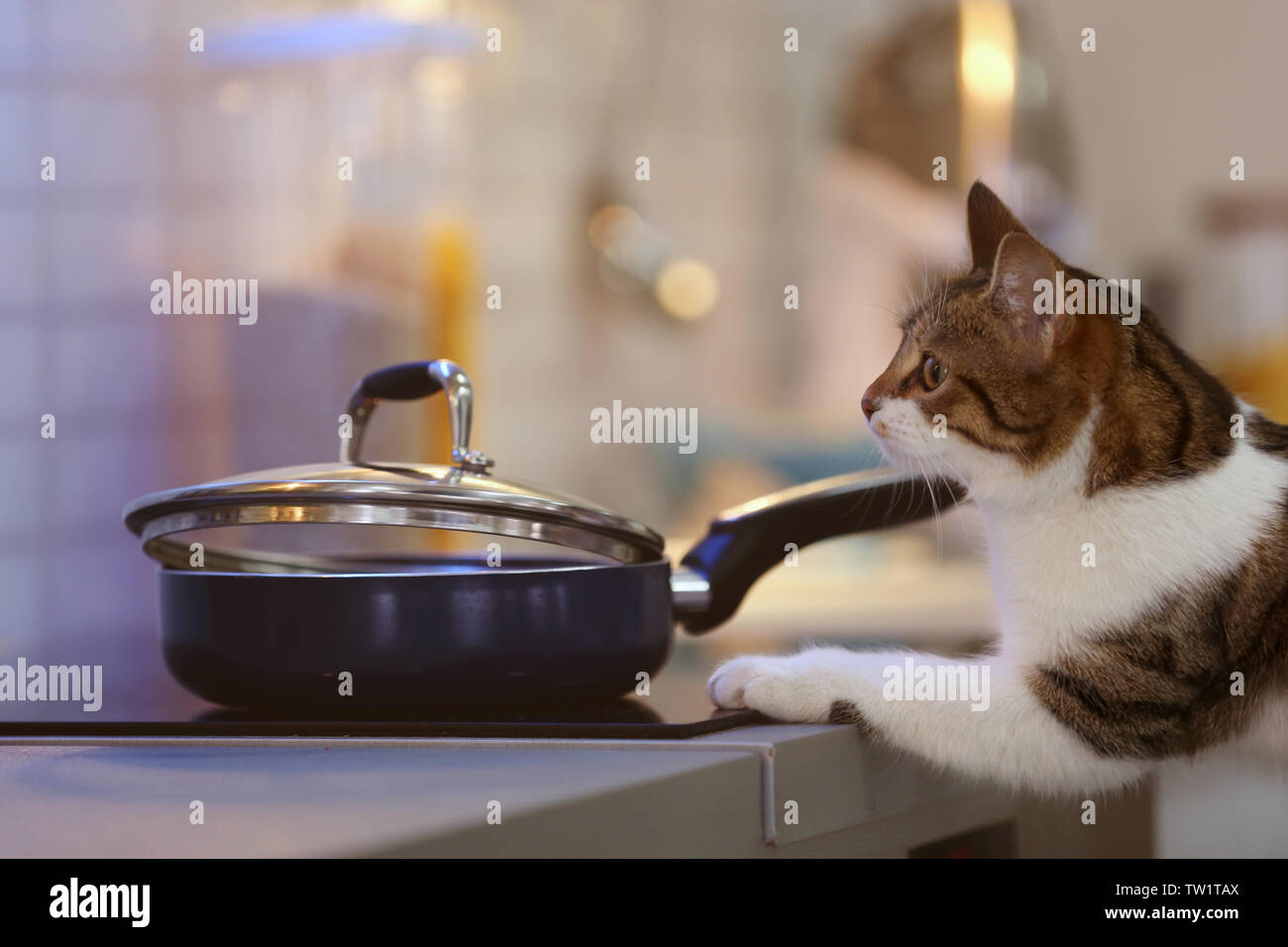 Cute funny cat and frying pan with tasty food in kitchen Stock Photo ...