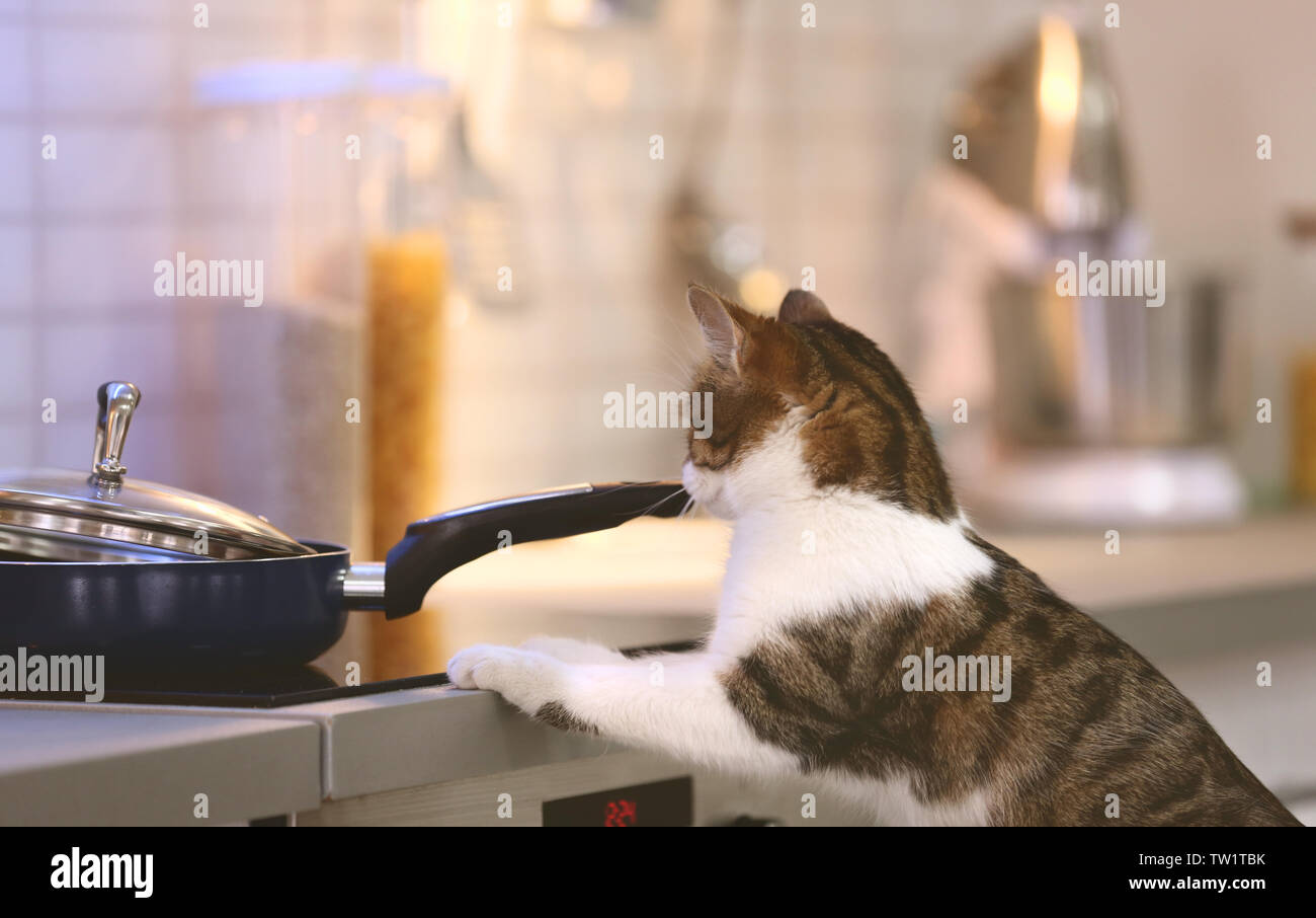 Cute funny cat and frying pan with tasty food in kitchen Stock Photo ...