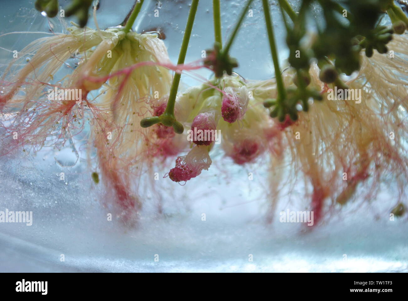 beautiful frozen flower in a block of ice. Abstraction Stock Photo - Alamy