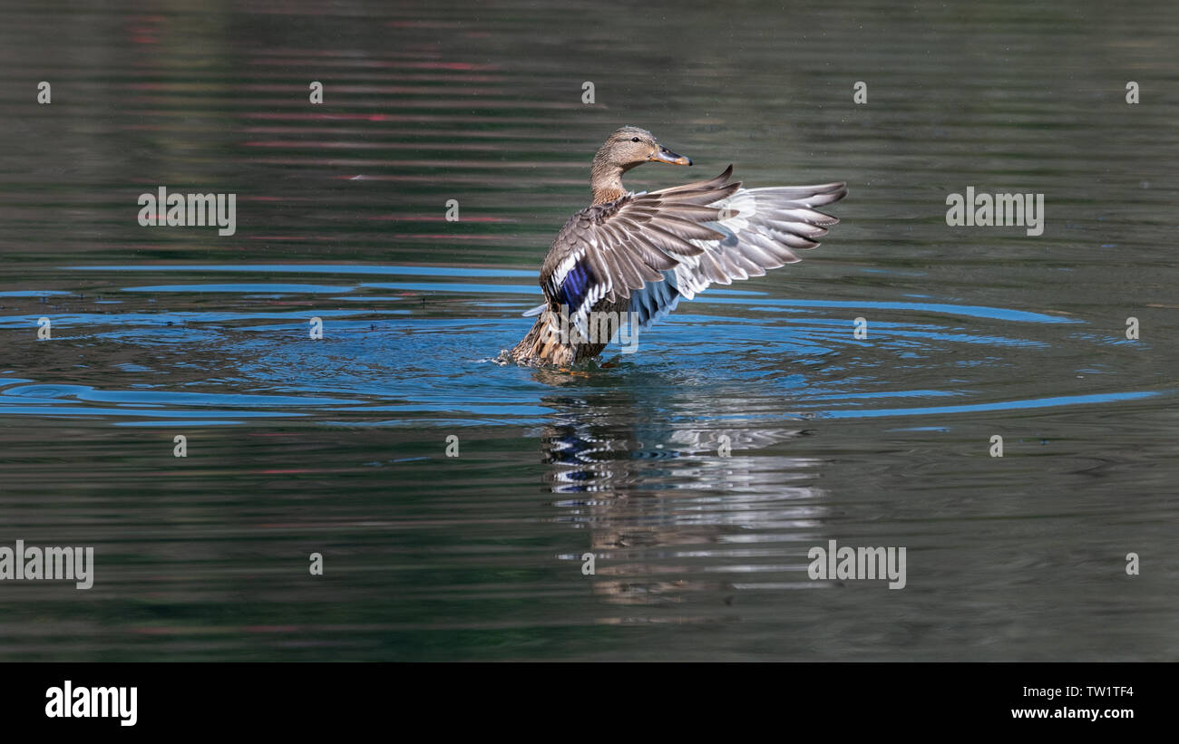 Beautiful female duck mallard hi-res stock photography and images - Alamy