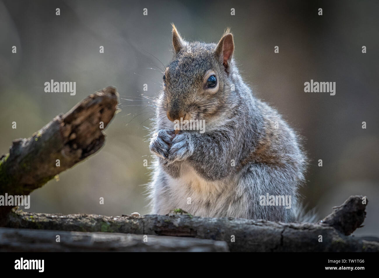 Grey squirrel white background hi-res stock photography and images - Alamy