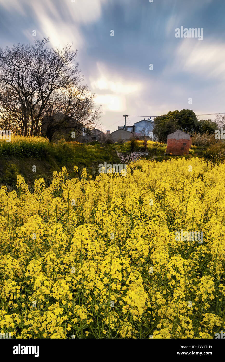 oilfield flower field Stock Photo - Alamy