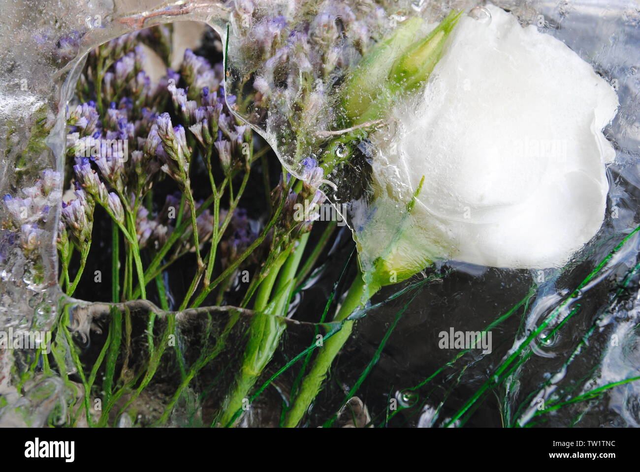 beautiful frozen flower in a block of ice. Abstraction Stock Photo - Alamy