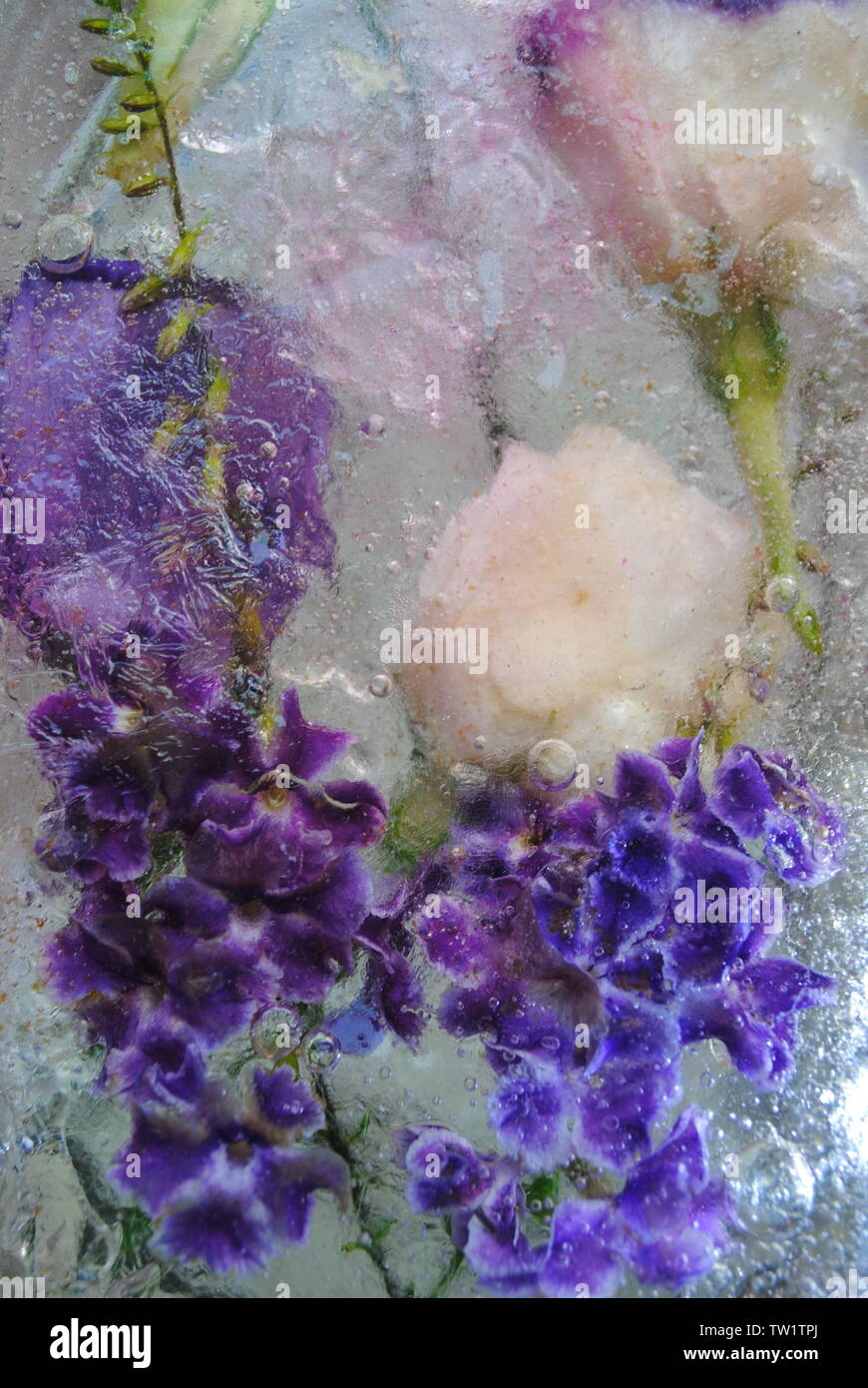 beautiful frozen flower in a block of ice. Abstraction Stock Photo - Alamy