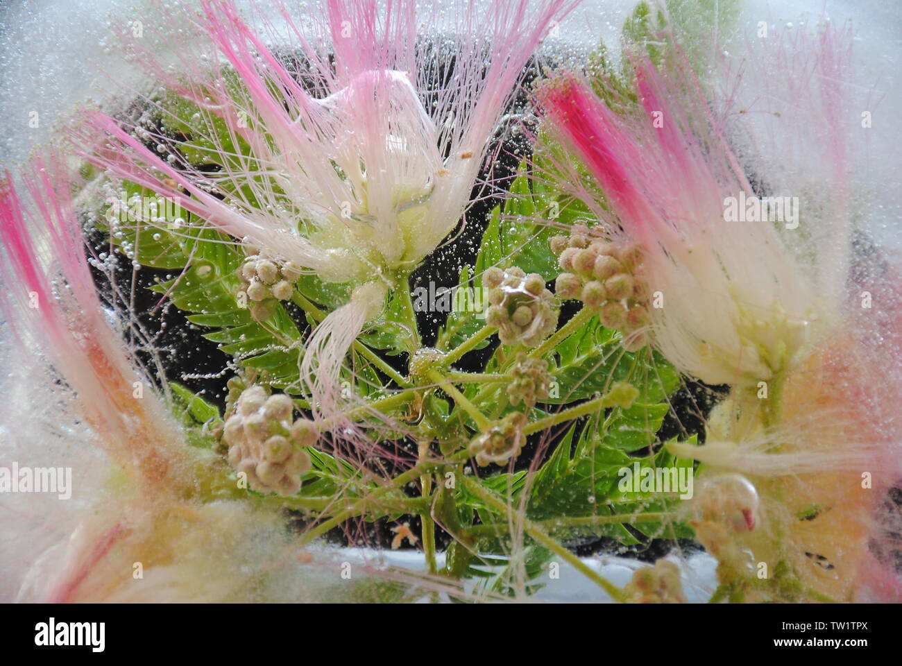 beautiful frozen flower in a block of ice. Abstraction Stock Photo - Alamy