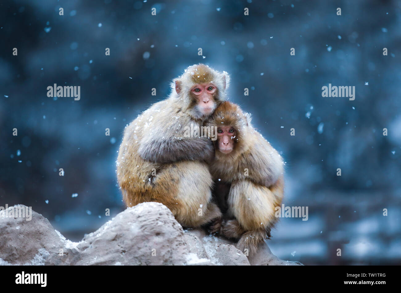 Chinese macaques hi-res stock photography and images - Alamy