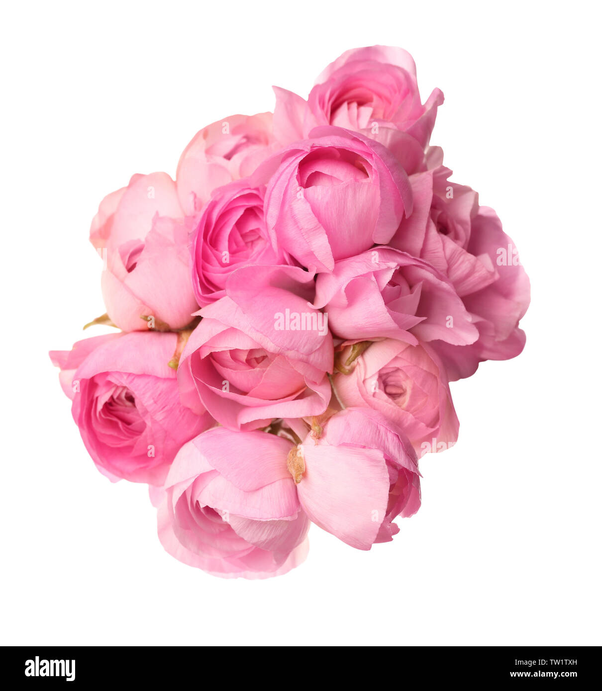 Female hand holding bouquet of beautiful ranunculus flowers on white ...