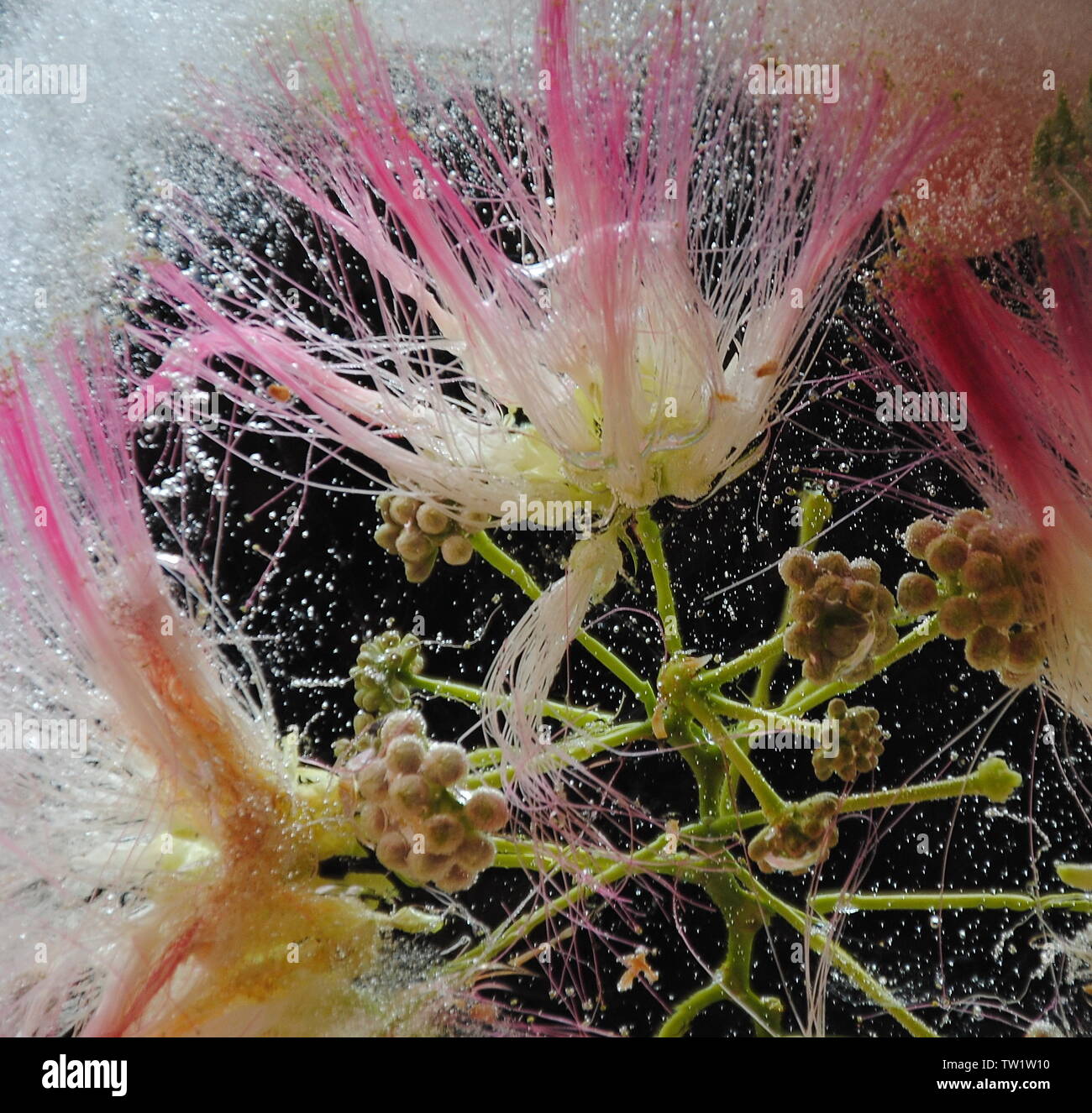 Ice trapped flower hi-res stock photography and images - Alamy